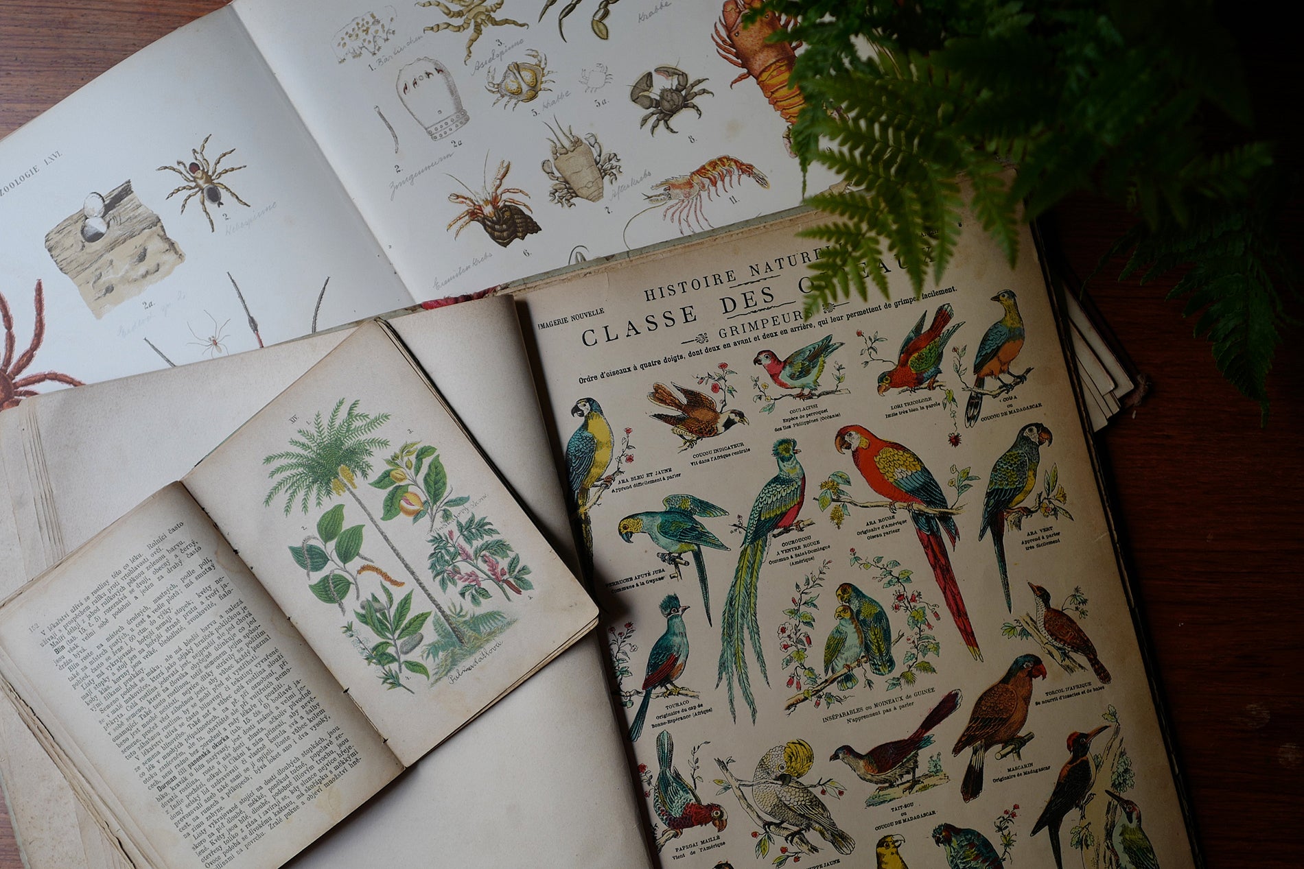 Monde Animal – Aster Edition