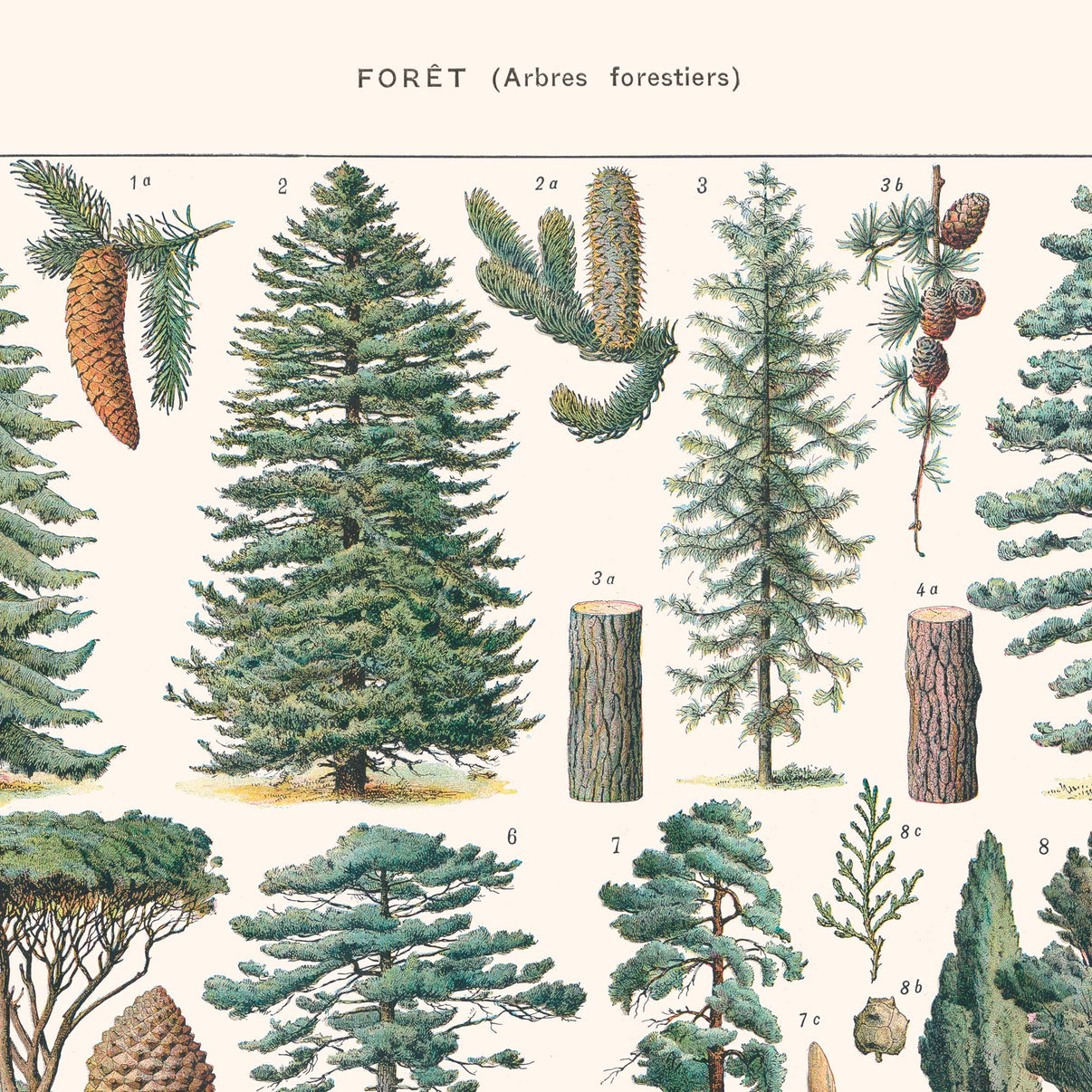Affiche : Forêt (Arbres Forestiers) – Aster Edition